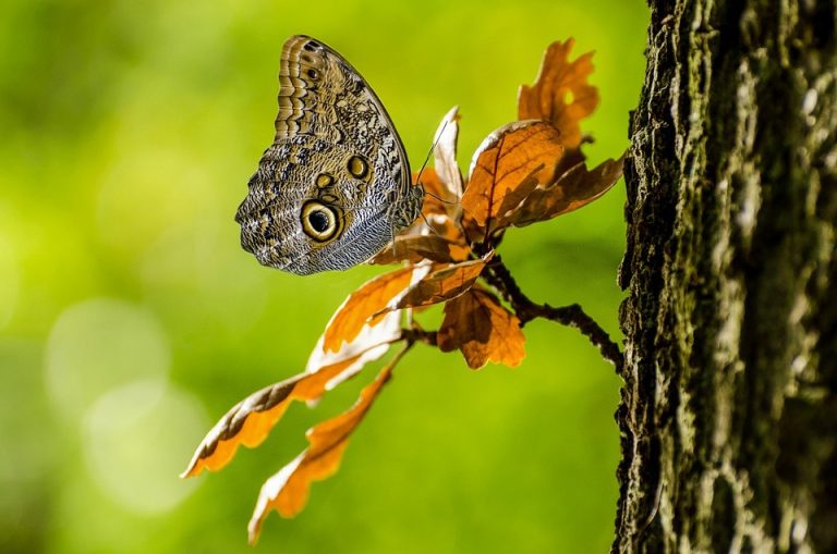 How Butterflies Blend and Stand Out: The Art of Camouflage - reachfar
